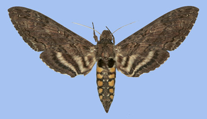 Species Information - Manduca paphus (Cramer 1779)