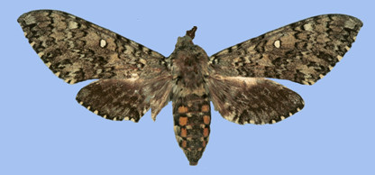 Species Information - Manduca stuarti (Rothschild, 1896)