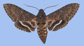 Species Information - Manduca jordani (Giacomelli, 1912)