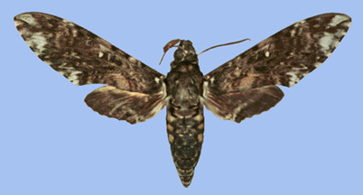Species Information - Manduca leucospila (Rothschild & Jordan, 1903)