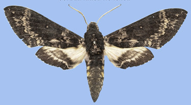 Species Information - Manduca manducoides (Rothschild, 1895)