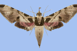 Species Information - Adhemarius palmeri (Boisduval, [1875])