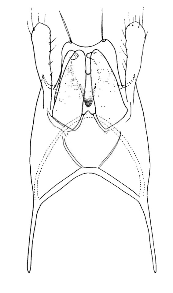 Species Information - Neotrichia baritu Angrisano 1984