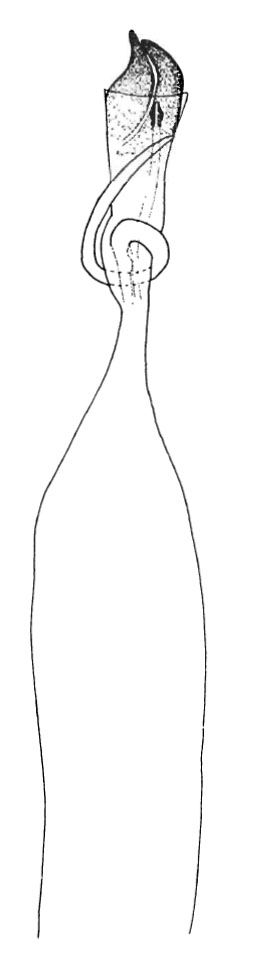 Species Information - Neotrichia baritu Angrisano 1984