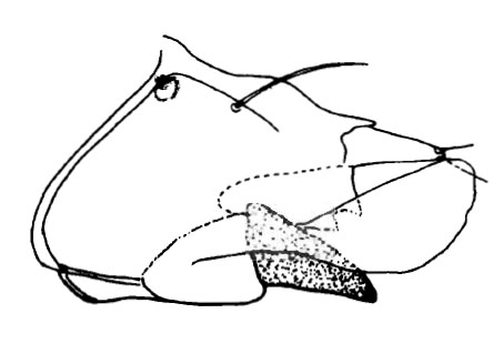 Información de la Especie - Neotrichia abbreviatoides Angrisano 1995