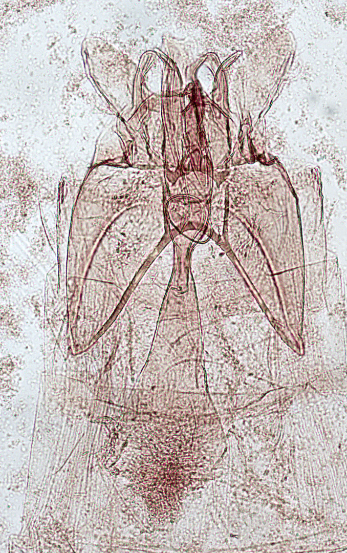 Información de la Especie - Neotrichia dikeros Flint 1983